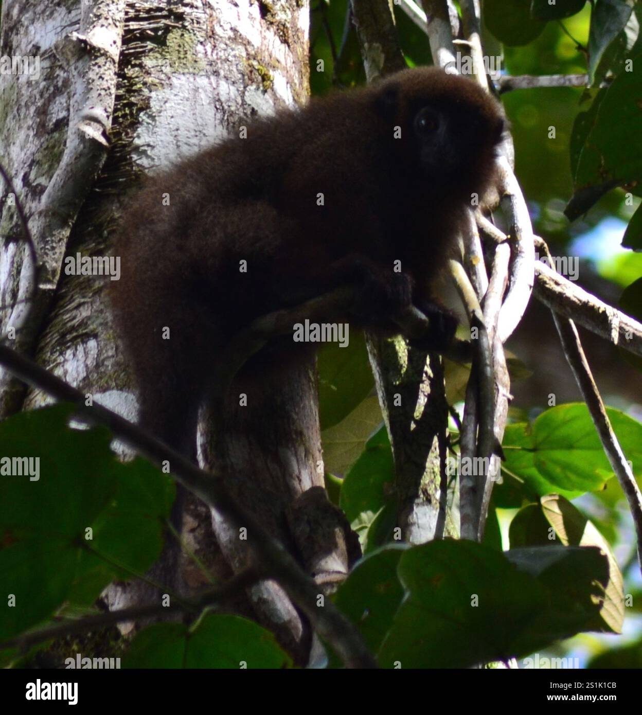 Plecturocebus hi-res stock photography and images - Alamy