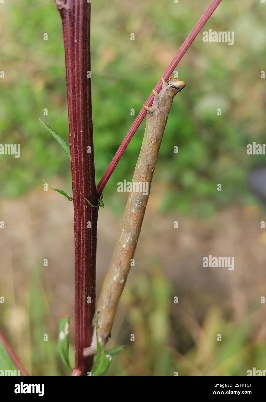 Peppered Moth (Biston betularia Stock Photo - Alamy