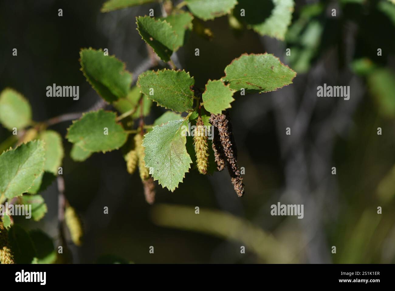 water birch (Betula occidentalis Stock Photo - Alamy