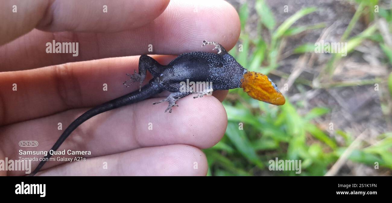 Yellow-headed Gecko (Gonatodes albogularis Stock Photo - Alamy