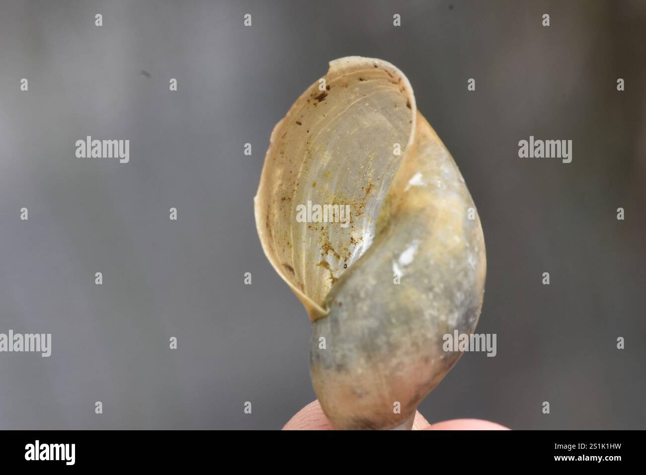 Great Pond Snail (Lymnaea stagnalis Stock Photo - Alamy
