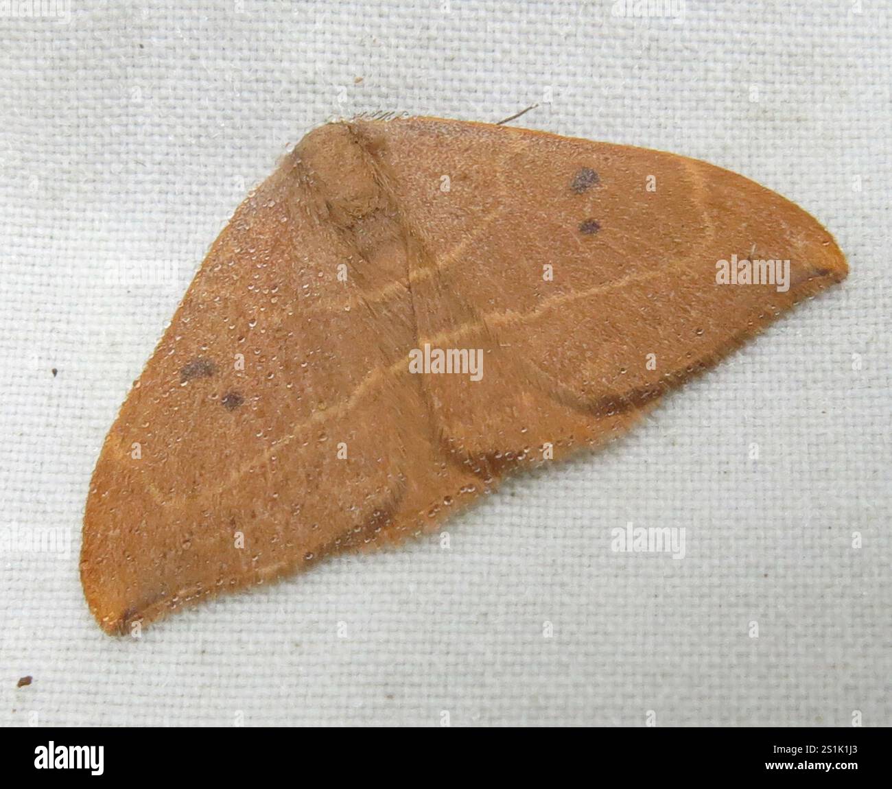 Oak Hook-tip (Watsonalla binaria Stock Photo - Alamy