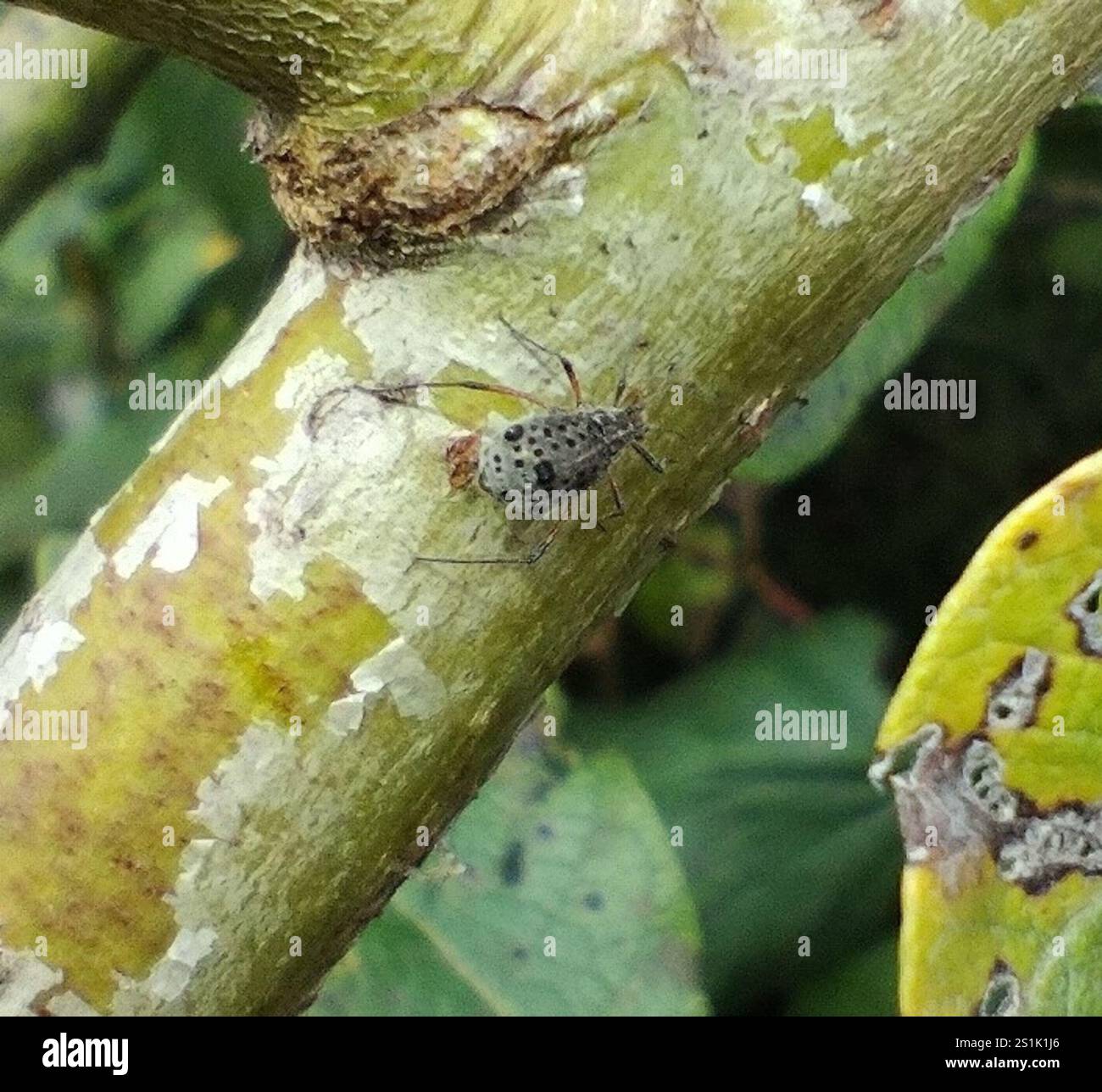 Giant Willow Aphid (Tuberolachnus salignus Stock Photo - Alamy
