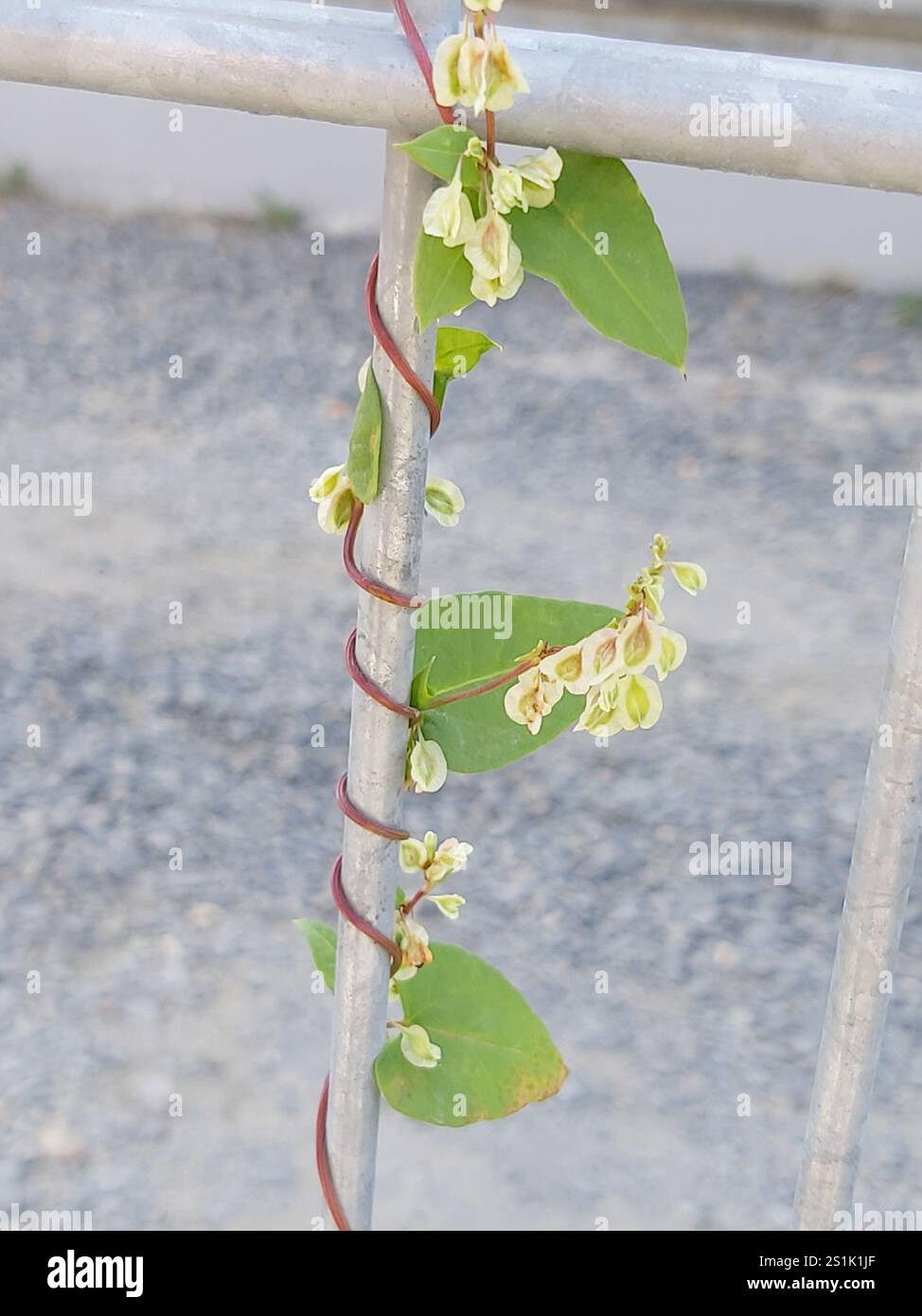 Fallopia dumetorum hi-res stock photography and images - Alamy