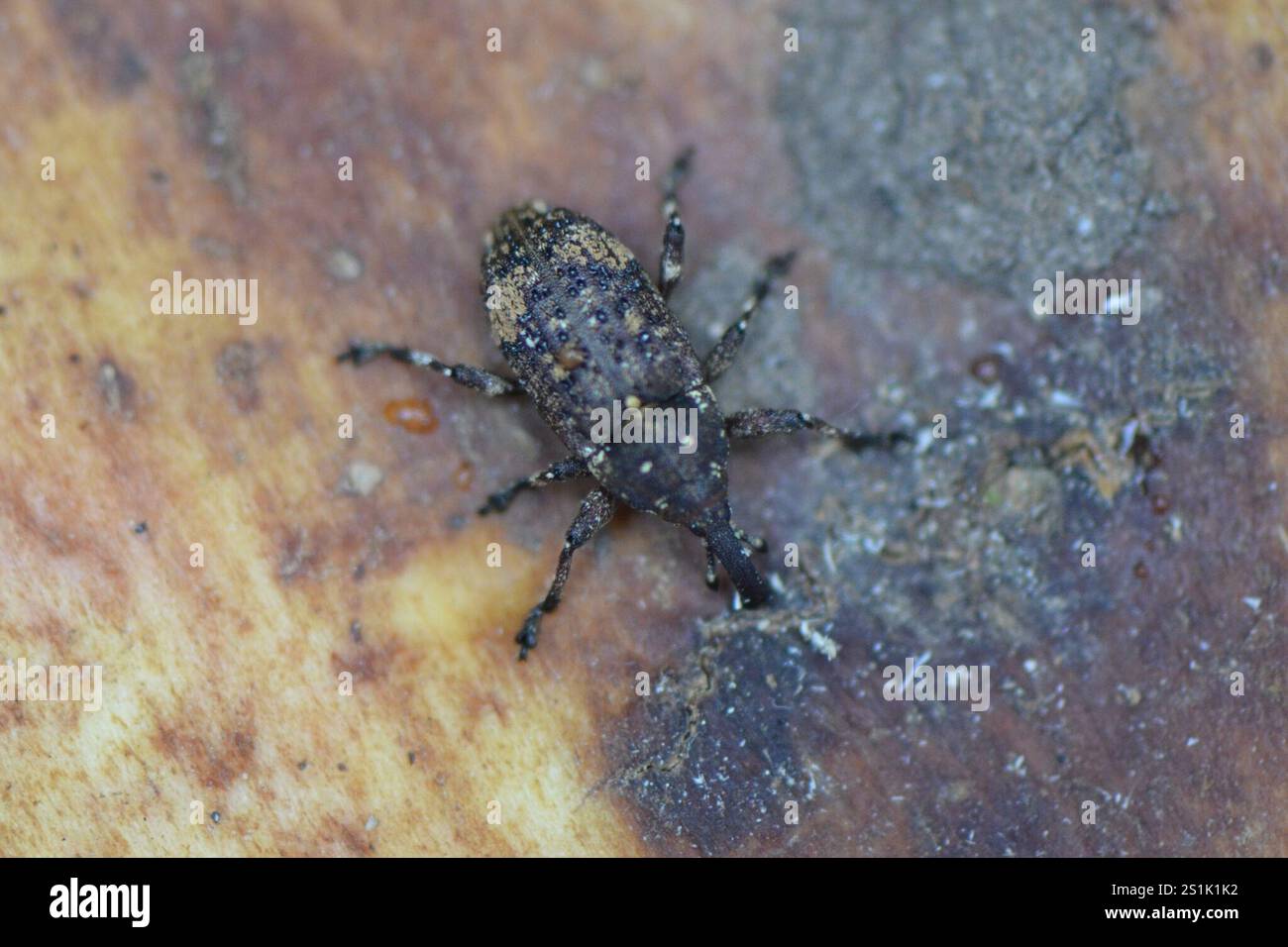 Piceae hi-res stock photography and images - Alamy