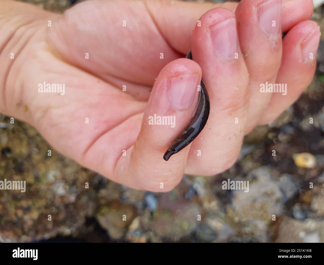 Worm Pipefish (Nerophis lumbriciformis Stock Photo - Alamy