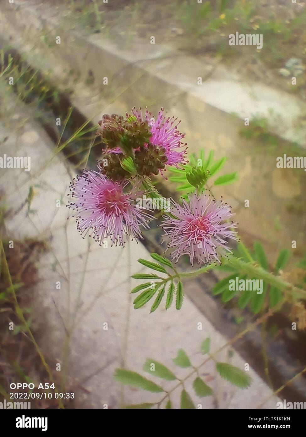 False mimosa hi-res stock photography and images - Alamy