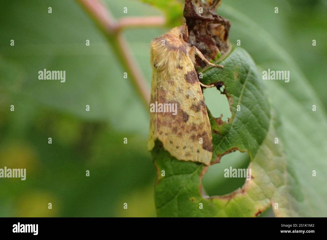Pink-banded Sallow (Xanthia tatago Stock Photo - Alamy