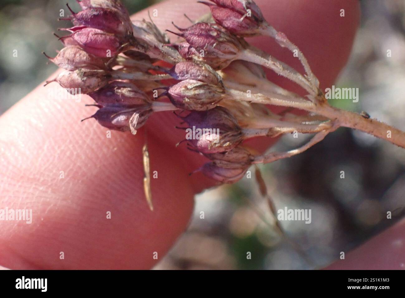 Sticky False Asphodel (Triantha glutinosa Stock Photo - Alamy