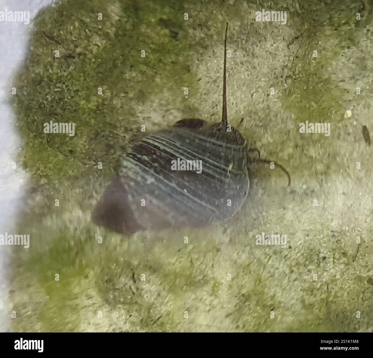 Florida Apple Snail (Pomacea paludosa Stock Photo - Alamy