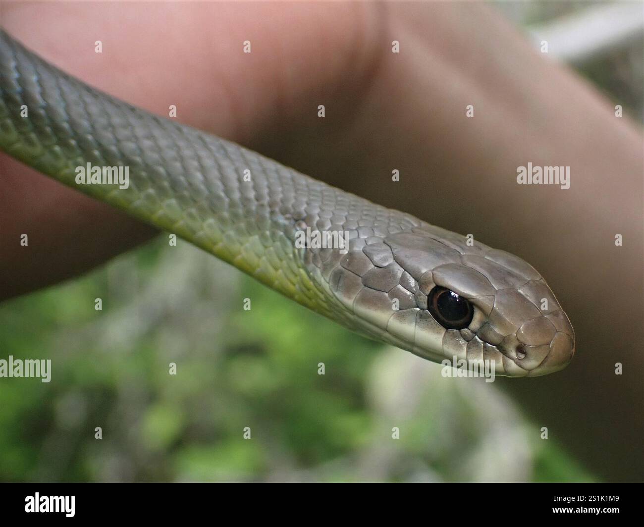 Western Yellow-bellied Racer (Coluber constrictor mormon Stock Photo ...