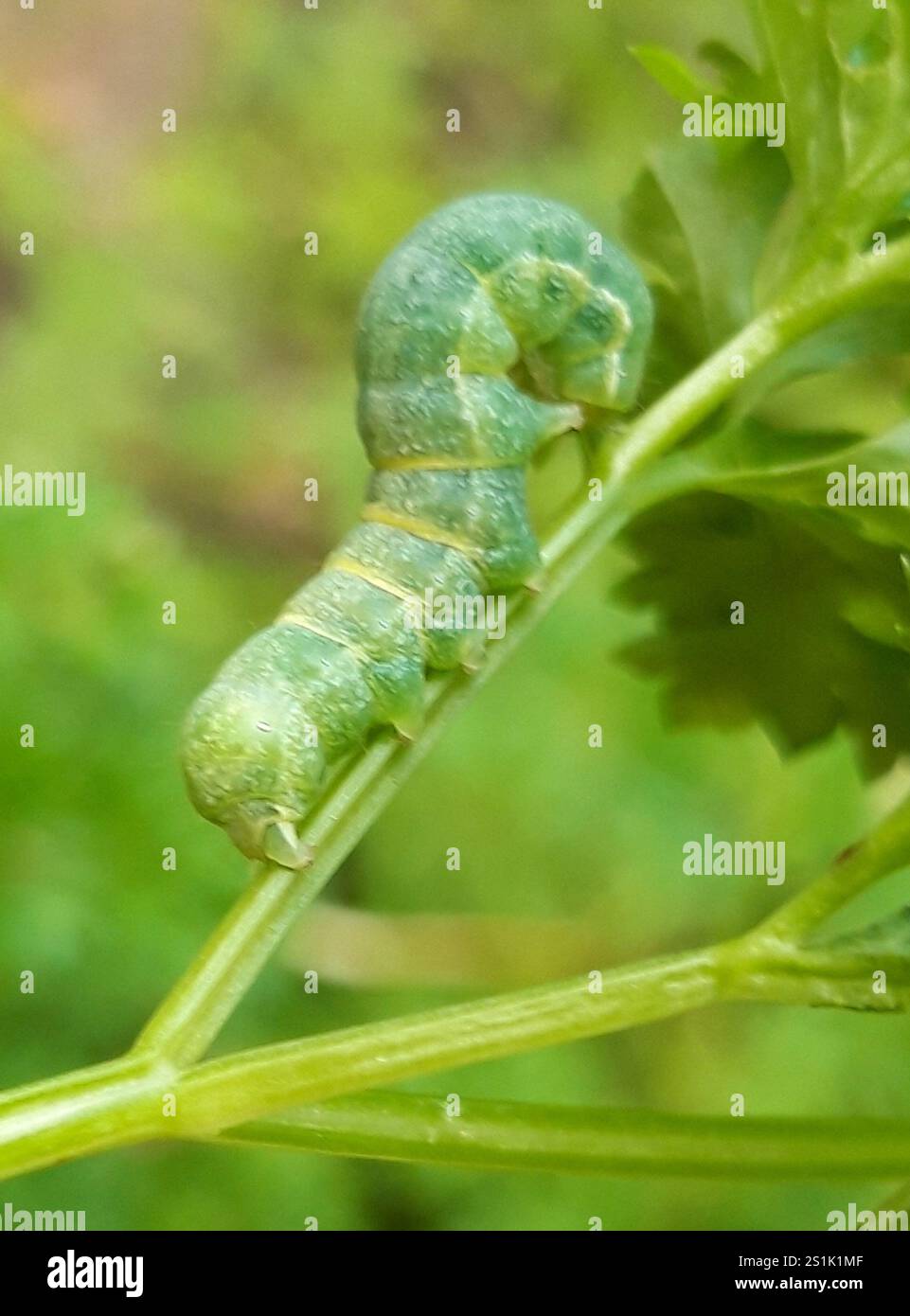Beautiful Brocade (Lacanobia contigua Stock Photo - Alamy