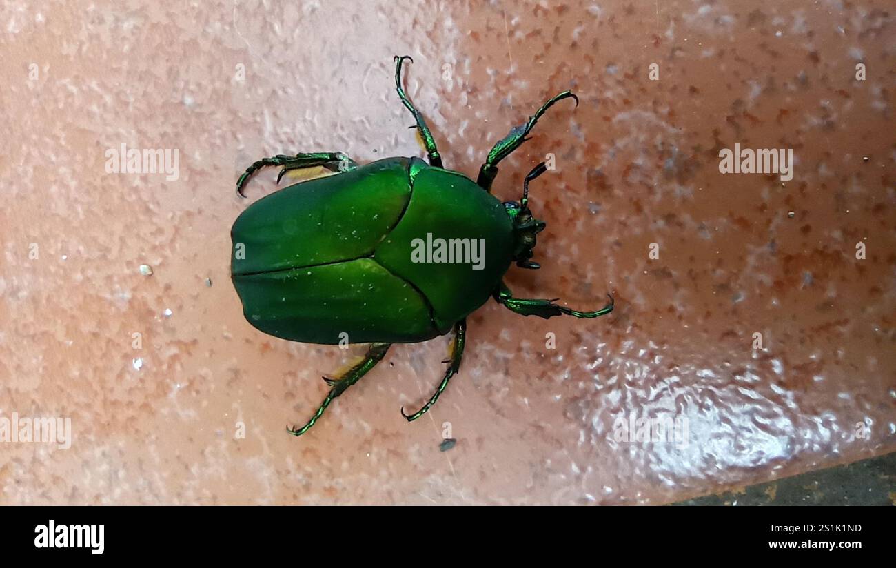 Figeater Beetle (Cotinis mutabilis Stock Photo - Alamy