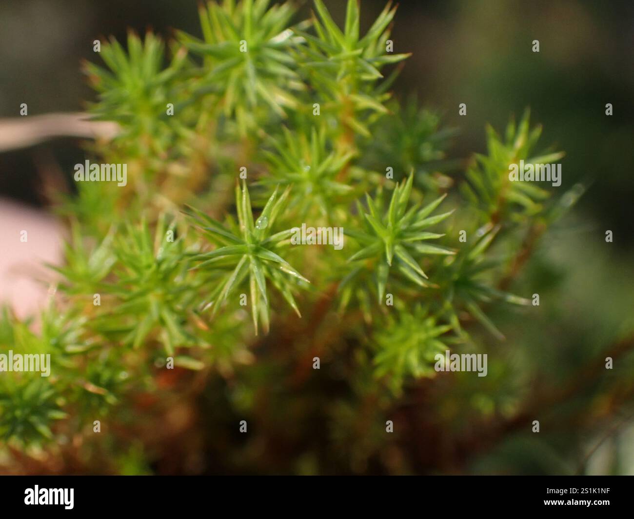 Bog Haircap Moss (Polytrichum strictum Stock Photo - Alamy