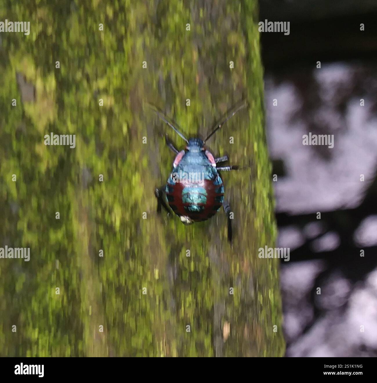 Giant Strong-nosed Stink Bug (Alcaeorrhynchus grandis Stock Photo - Alamy