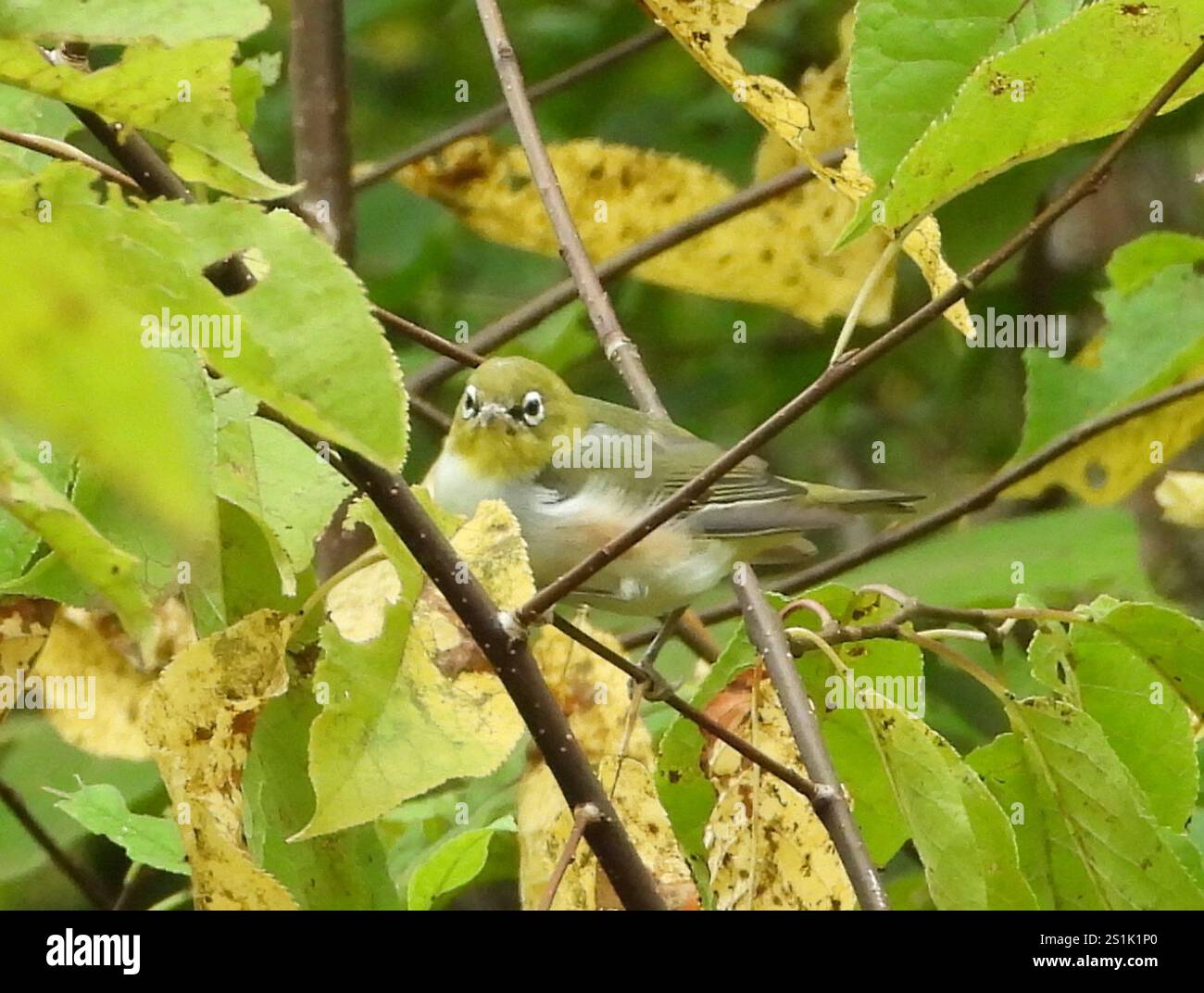 Chestnut-flanked White-eye (Zosterops erythropleurus Stock Photo - Alamy