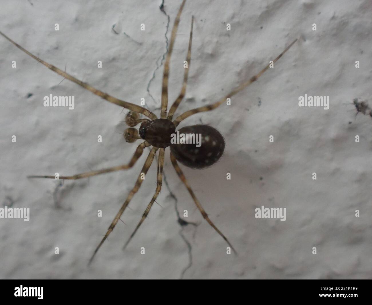 Sheetweb and Dwarf Weavers (Linyphiidae Stock Photo - Alamy