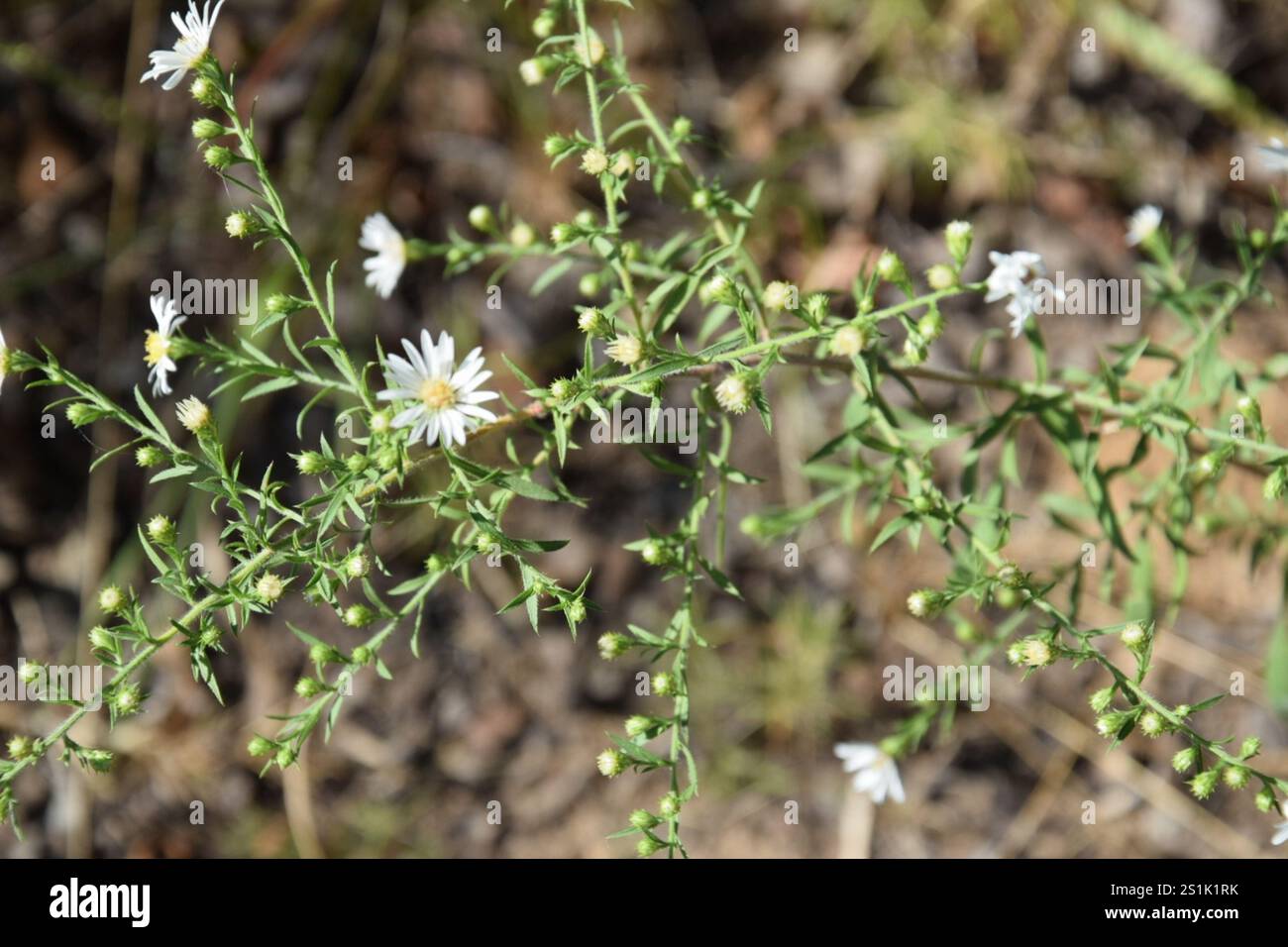hairy white oldfield aster (Symphyotrichum pilosum Stock Photo - Alamy
