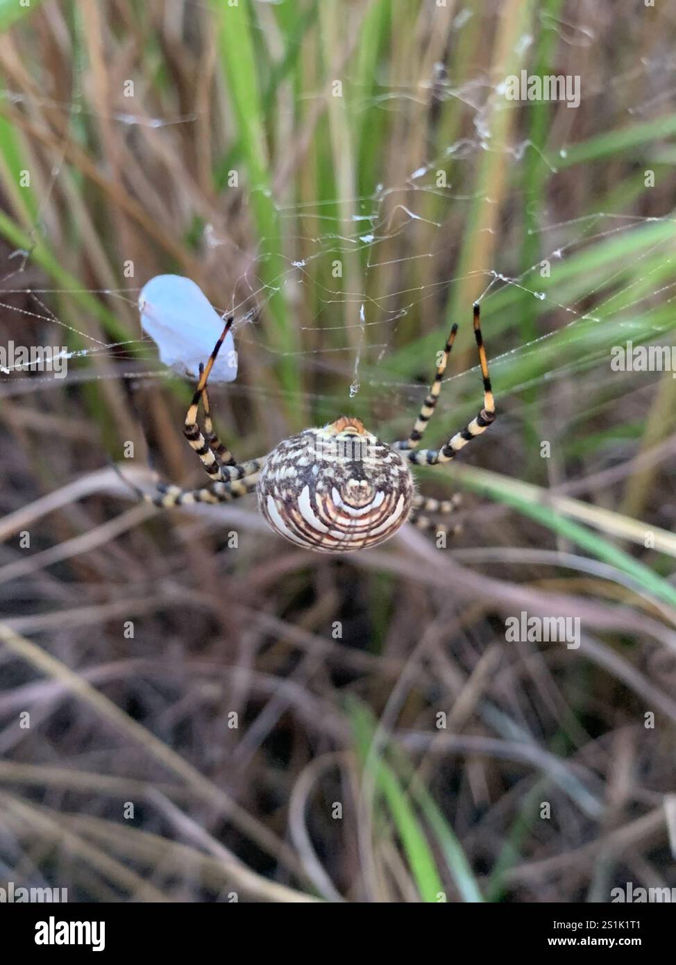 Banded Garden Spider (Argiope trifasciata Stock Photo - Alamy