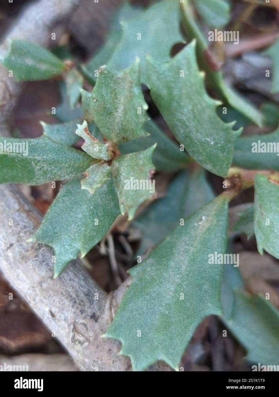 Mahala mat (Ceanothus prostratus Stock Photo - Alamy