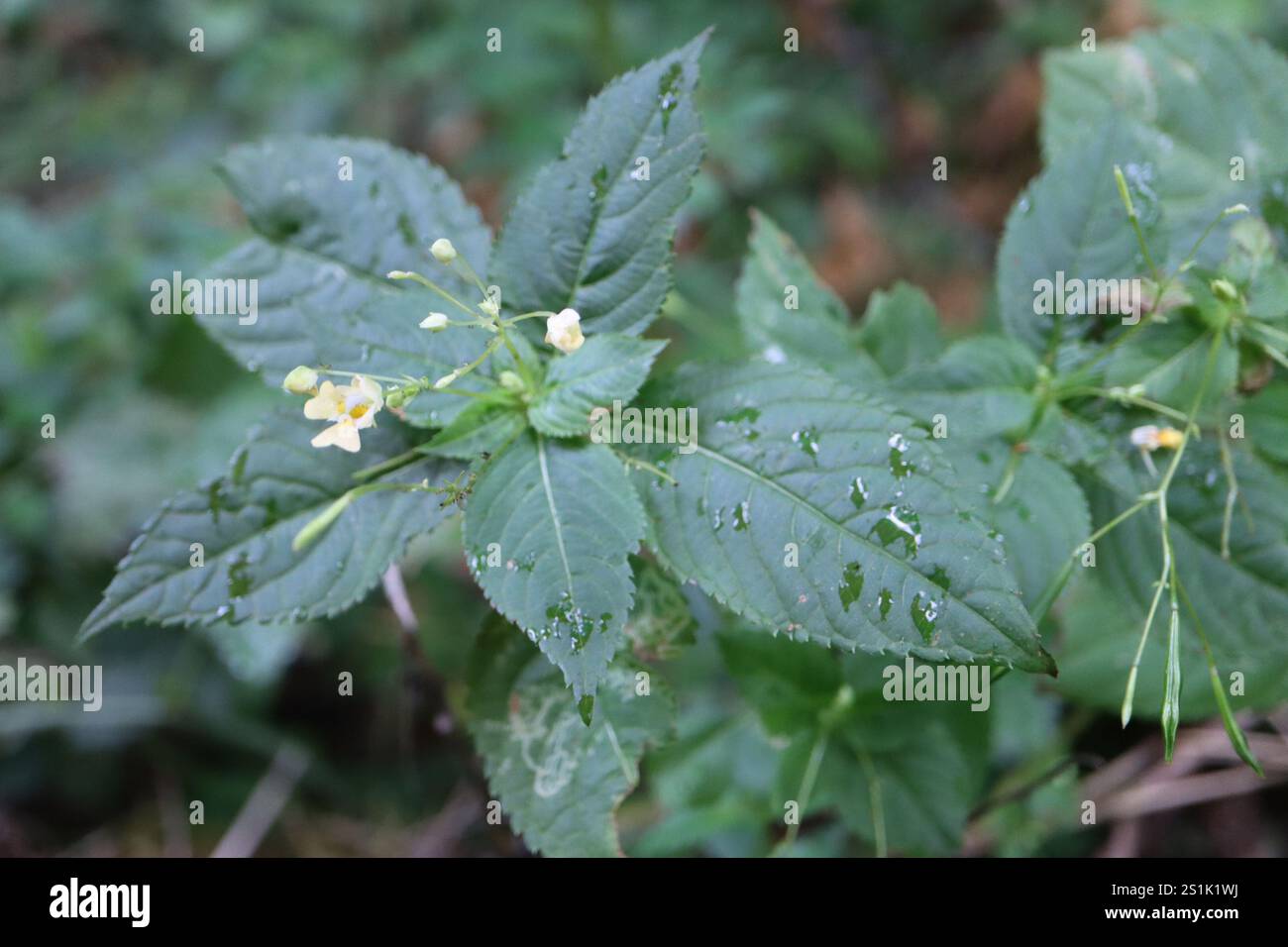 small balsam (Impatiens parviflora Stock Photo - Alamy