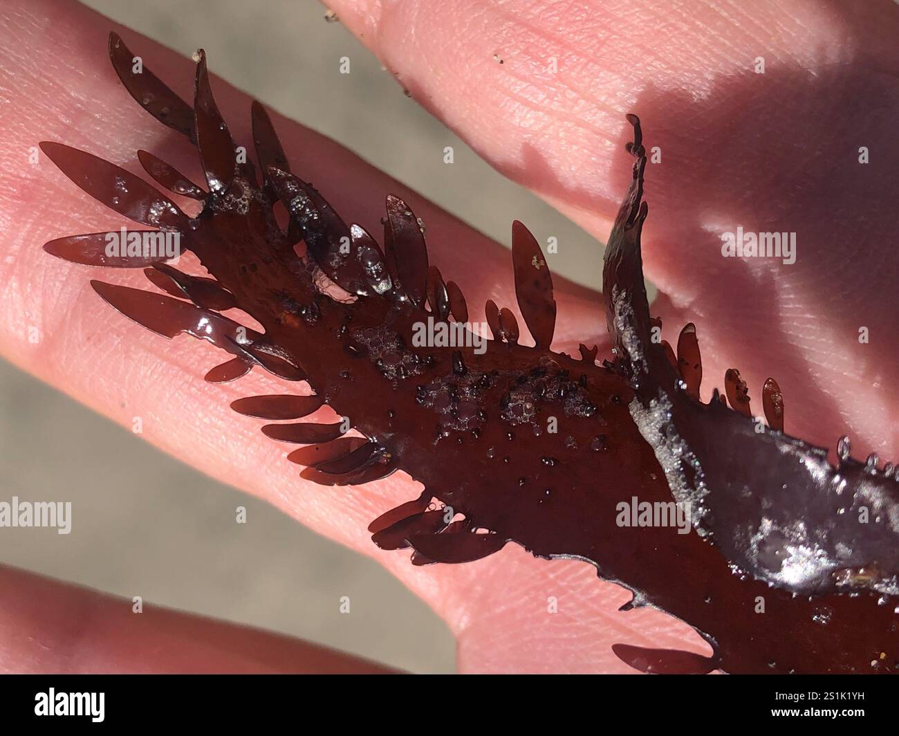 Bleach Weed (Prionitis sternbergii Stock Photo - Alamy