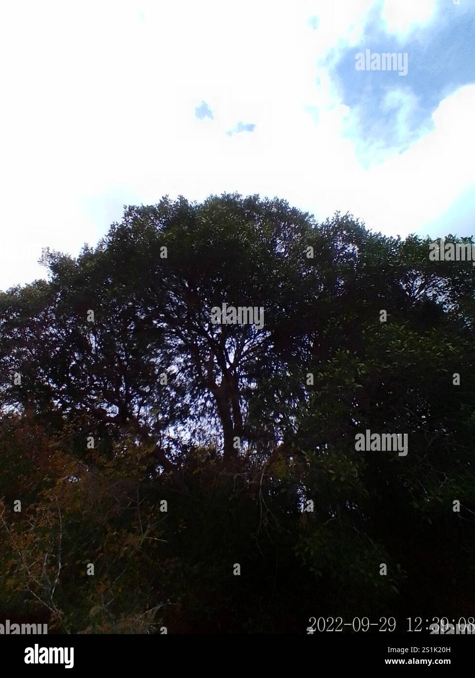myrtle family (Myrtaceae Stock Photo - Alamy