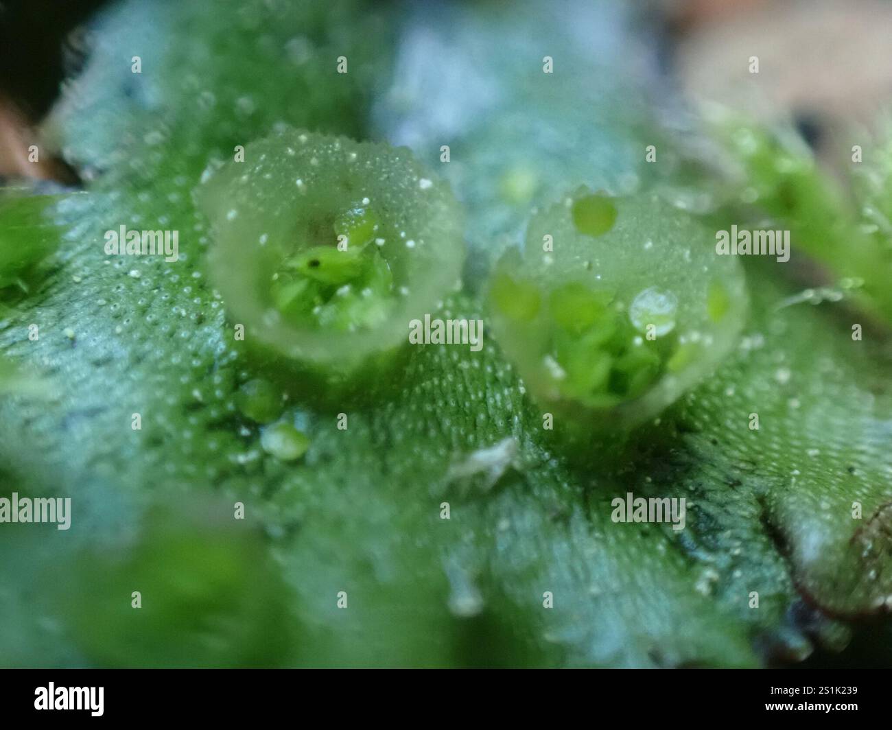 Common Liverwort (Marchantia polymorpha Stock Photo - Alamy