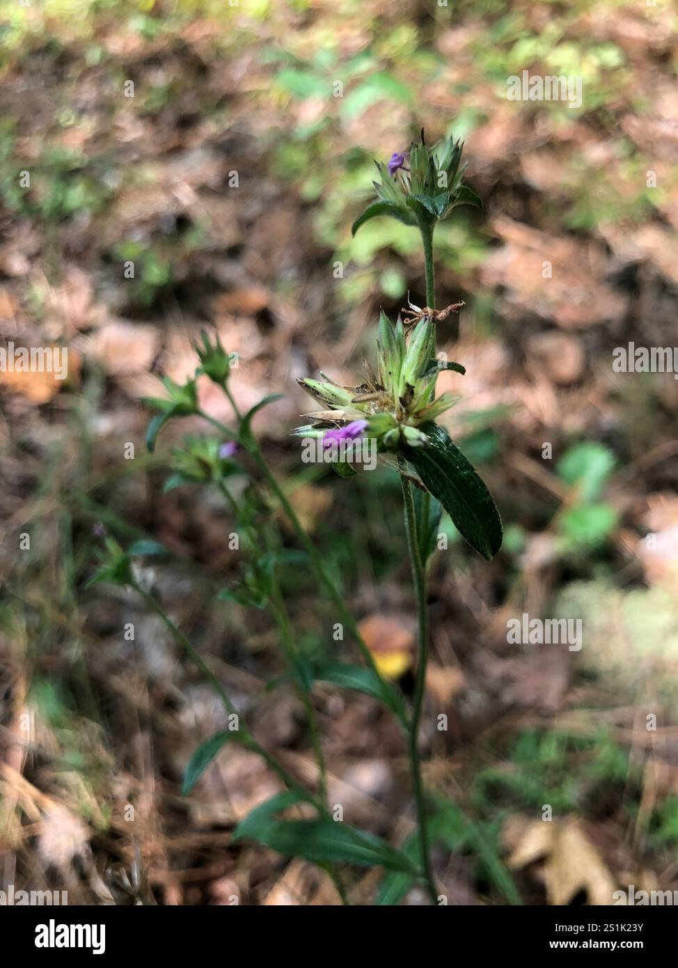 Smooth Elephant's Foot (Elephantopus nudatus Stock Photo - Alamy