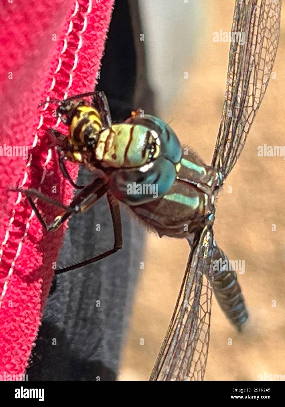 Lake Darner (Aeshna eremita Stock Photo - Alamy