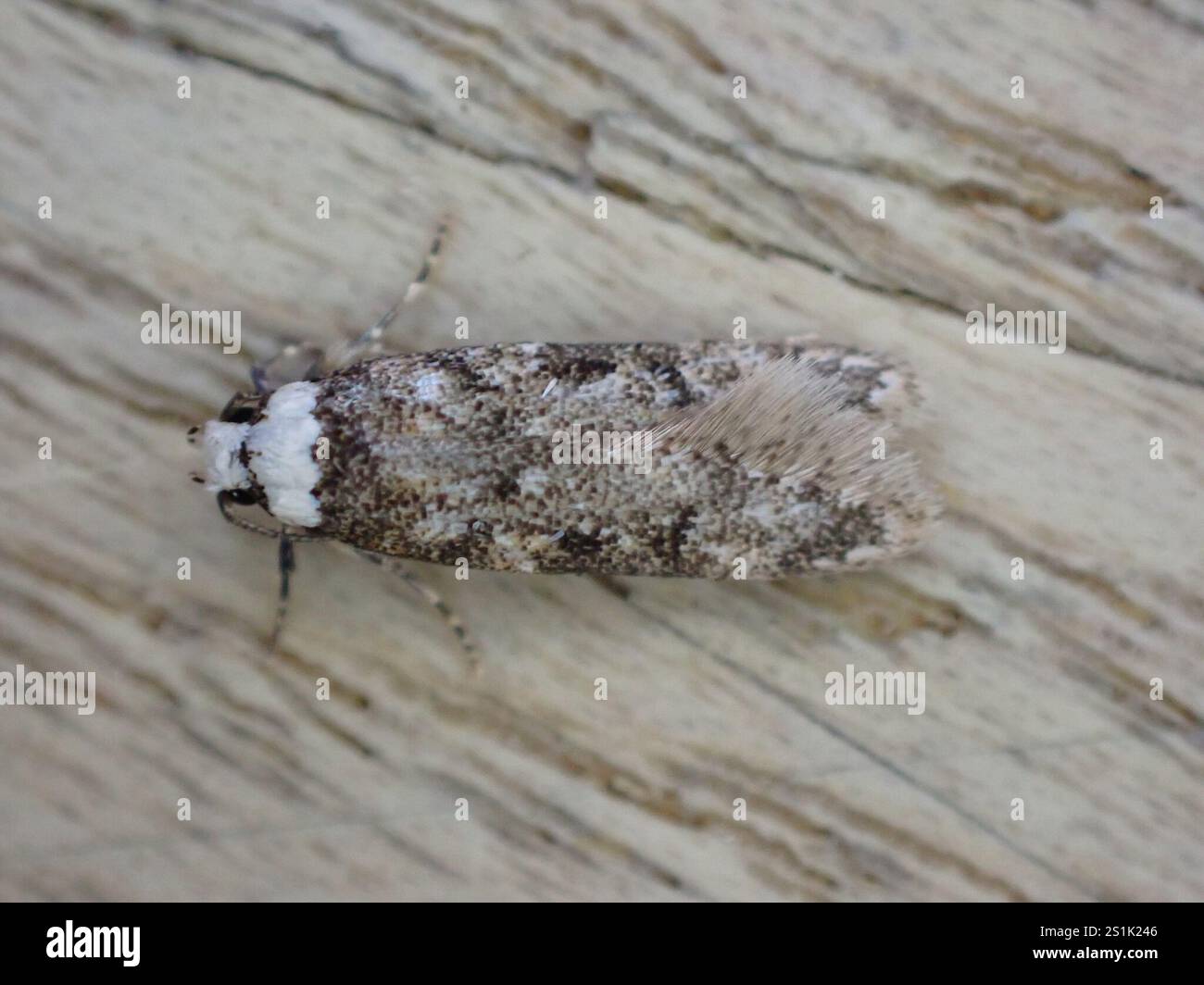 White-shouldered House Moth (Endrosis sarcitrella Stock Photo - Alamy