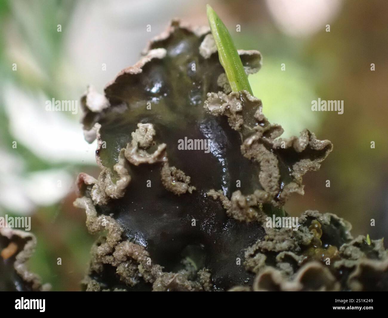 tree pelt lichen (Peltigera collina Stock Photo - Alamy
