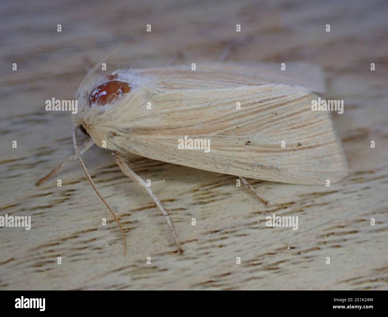 Common wainscot hi-res stock photography and images - Alamy