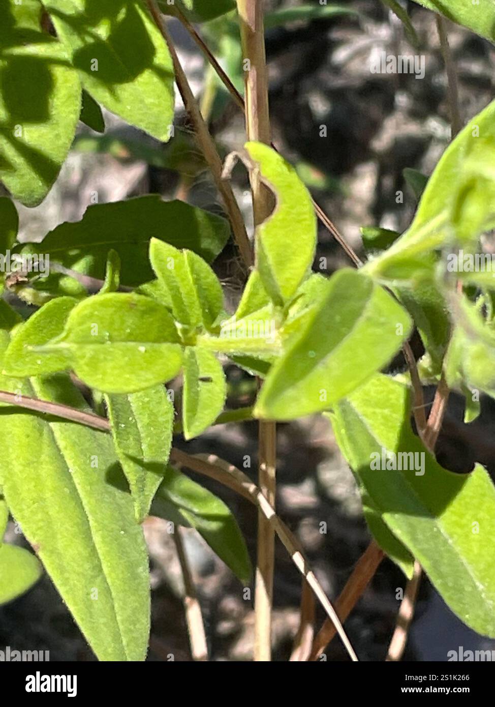Blue Curls (Trichostema dichotomum Stock Photo - Alamy