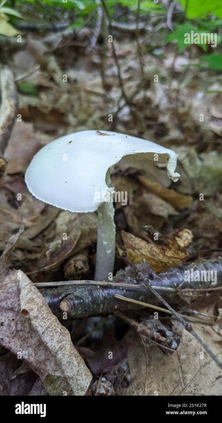 Eastern North American Destroying Angel (Amanita bisporigera Stock ...