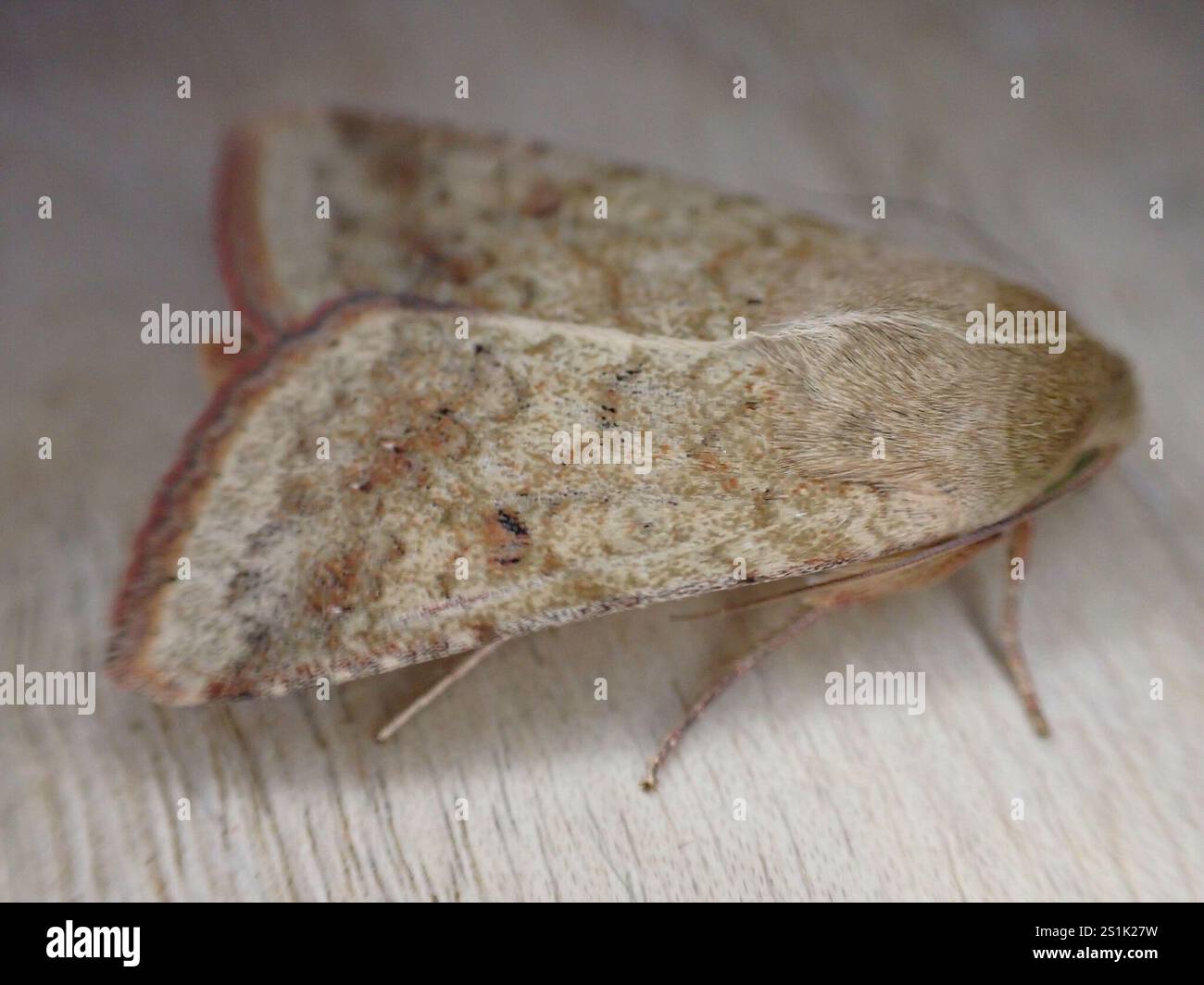 Cotton Bollworm Moth (Helicoverpa armigera Stock Photo - Alamy