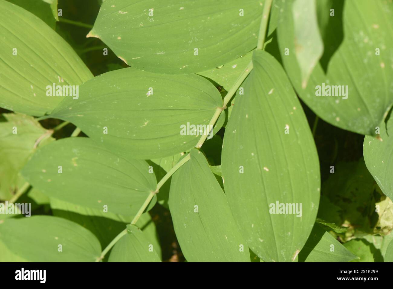 white twisted-stalk (Streptopus amplexifolius Stock Photo - Alamy