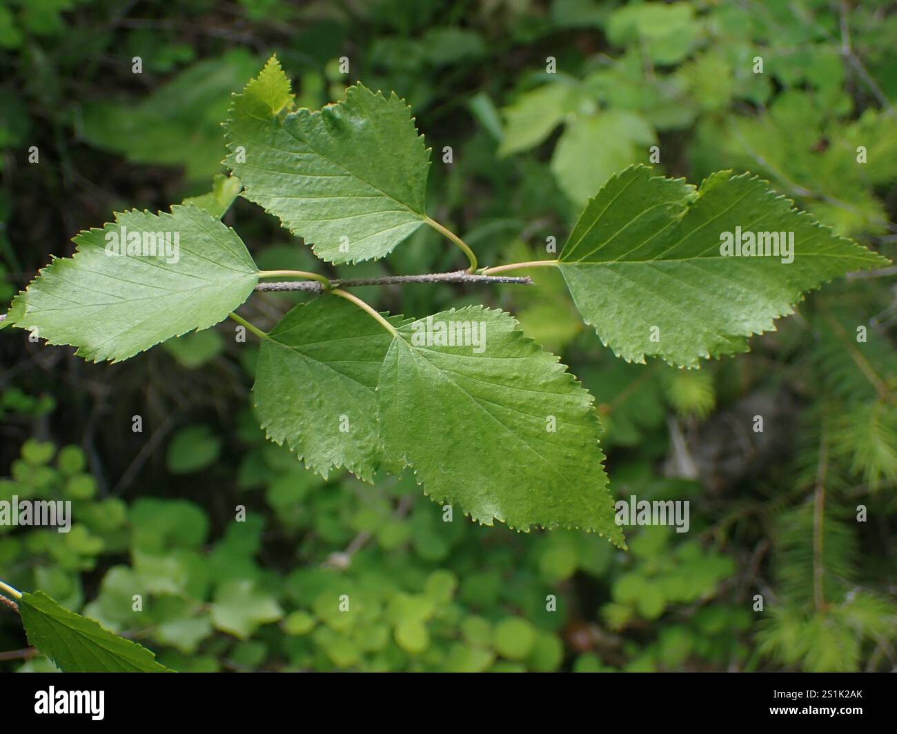 water birch (Betula occidentalis Stock Photo - Alamy