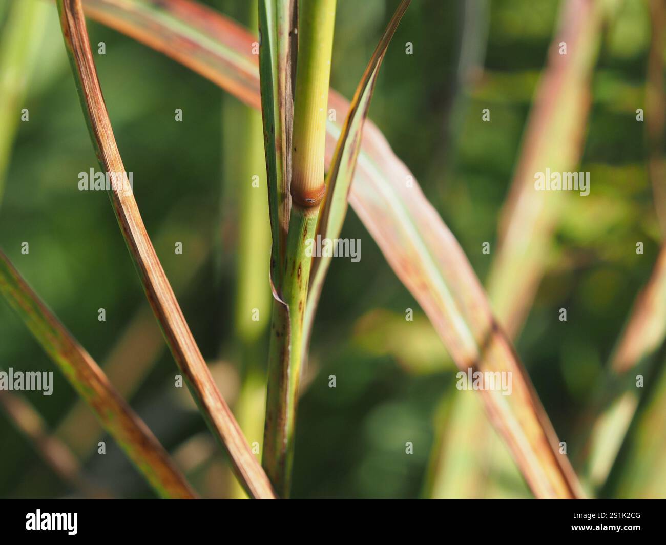 bristlegrasses, rosette grasses, barnyard grasses, and allies (Paniceae ...