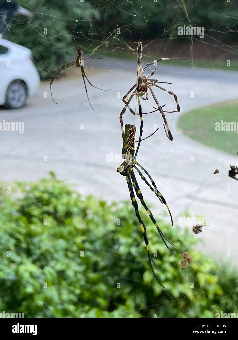 Joro Spider (Trichonephila clavata Stock Photo - Alamy