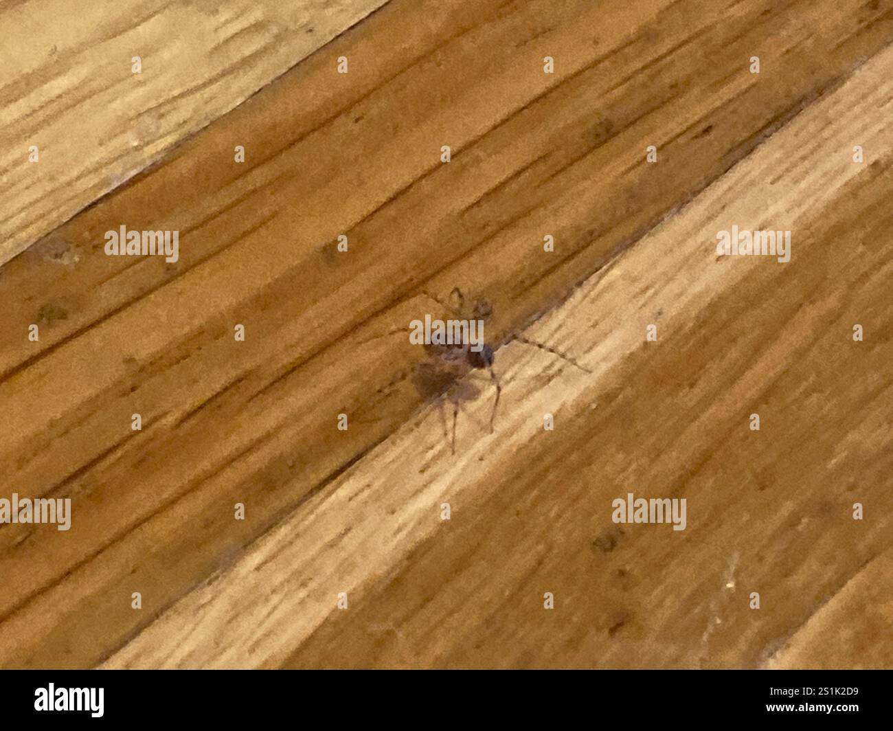 Common Spitting Spider (Scytodes thoracica Stock Photo - Alamy