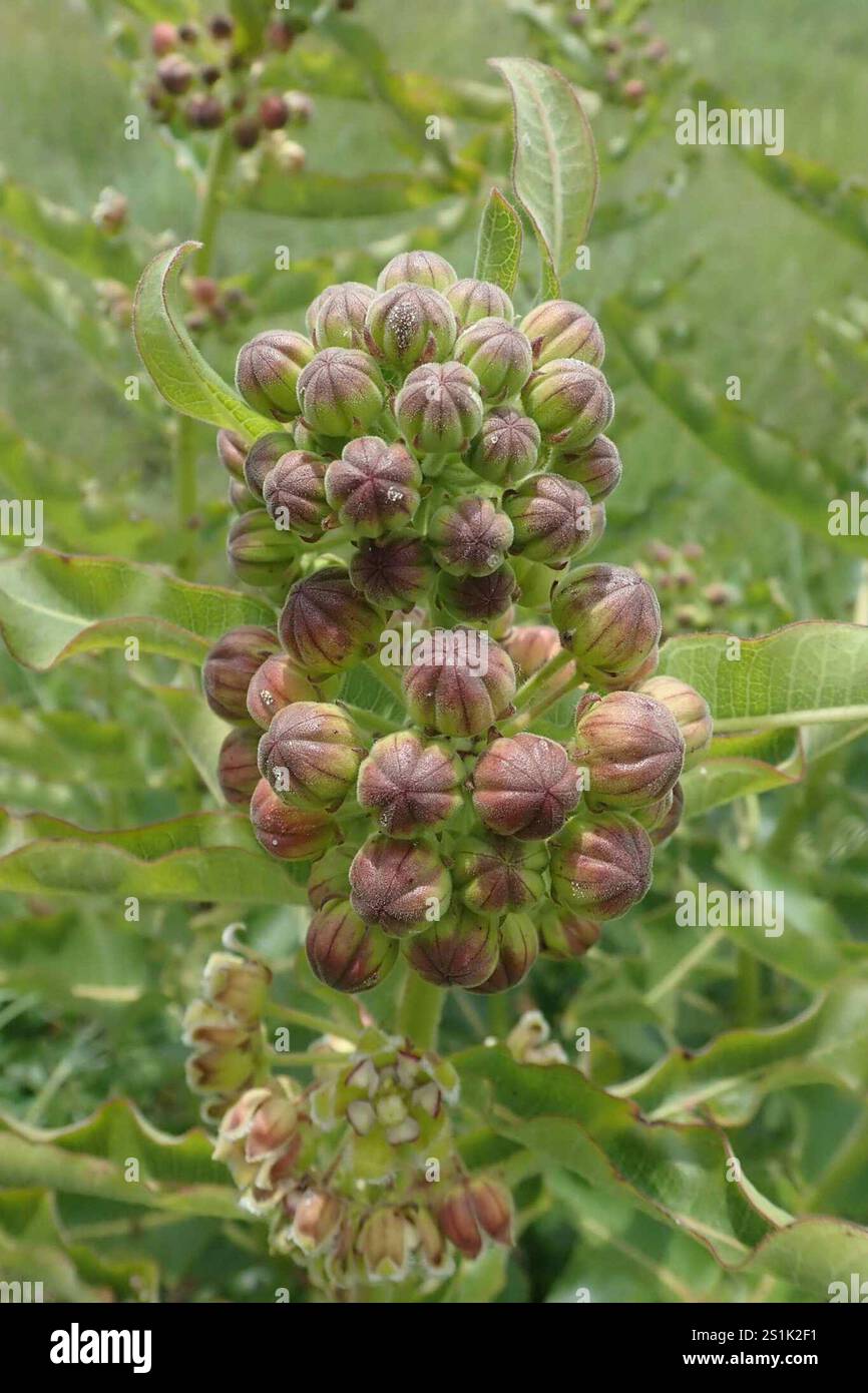 Milk Bush (Xysmalobium undulatum undulatum Stock Photo - Alamy