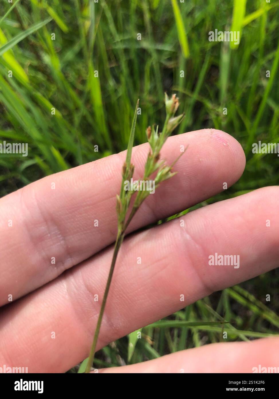 Muehlenberg's nutrush (Scleria muehlenbergii Stock Photo - Alamy