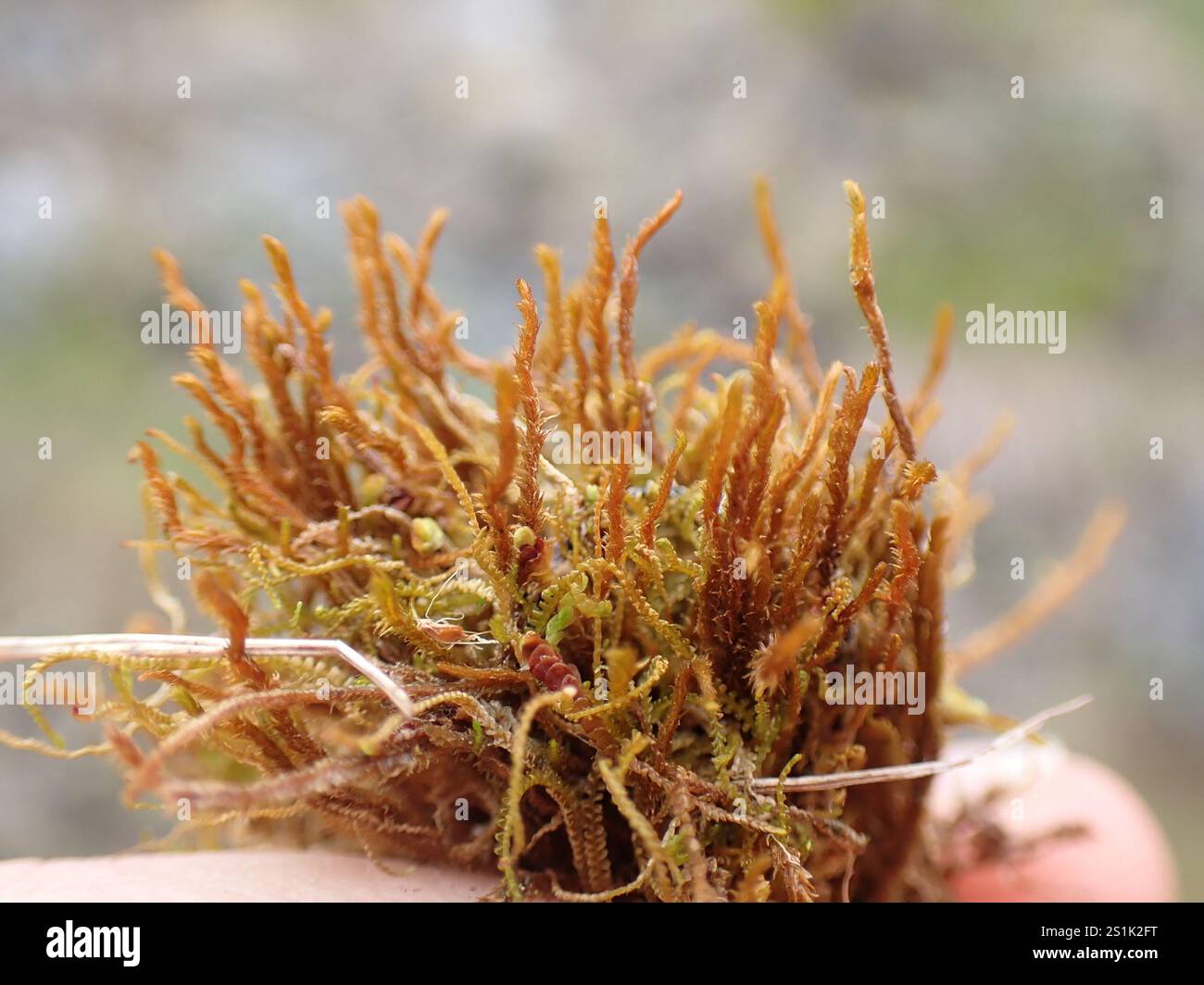 Bent Scissor-leaved Liverwort (Herbertus aduncus Stock Photo - Alamy
