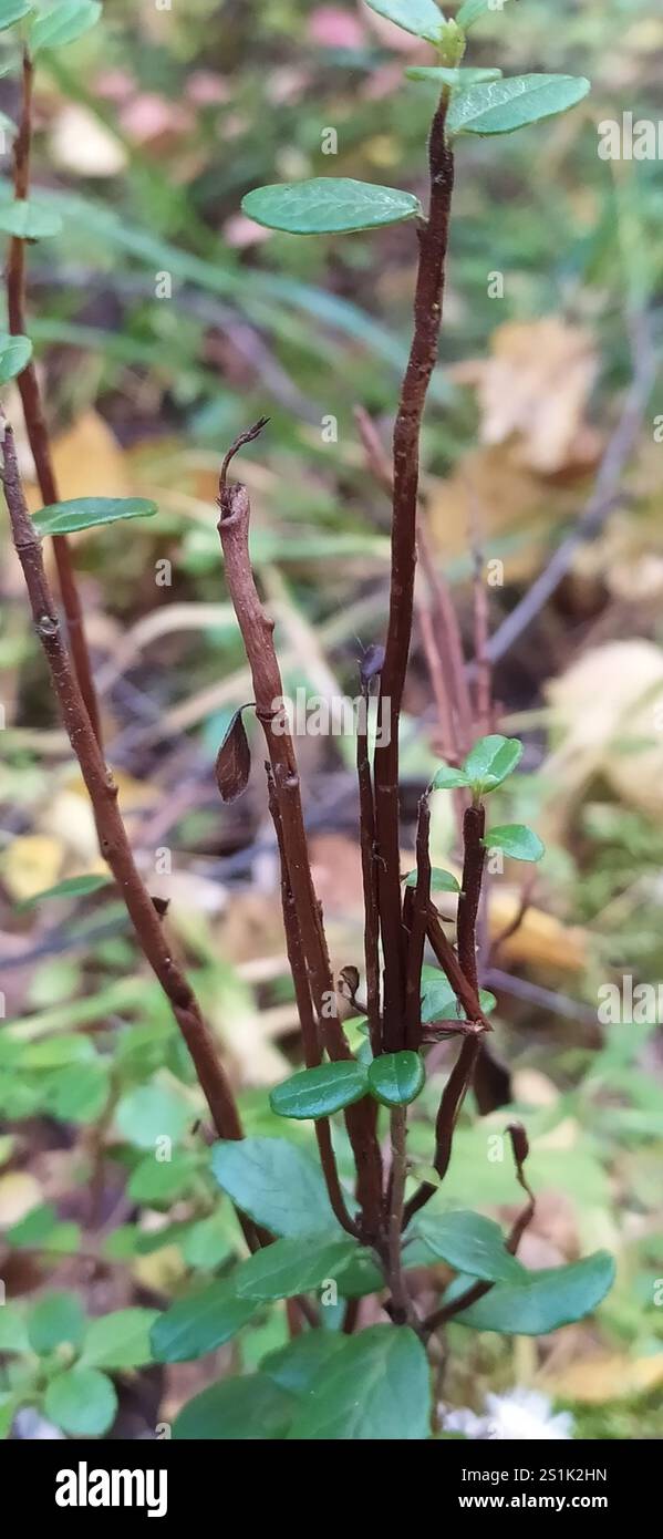 Huckleberry Broom Rust Fungus (Calyptospora columnaris Stock Photo - Alamy
