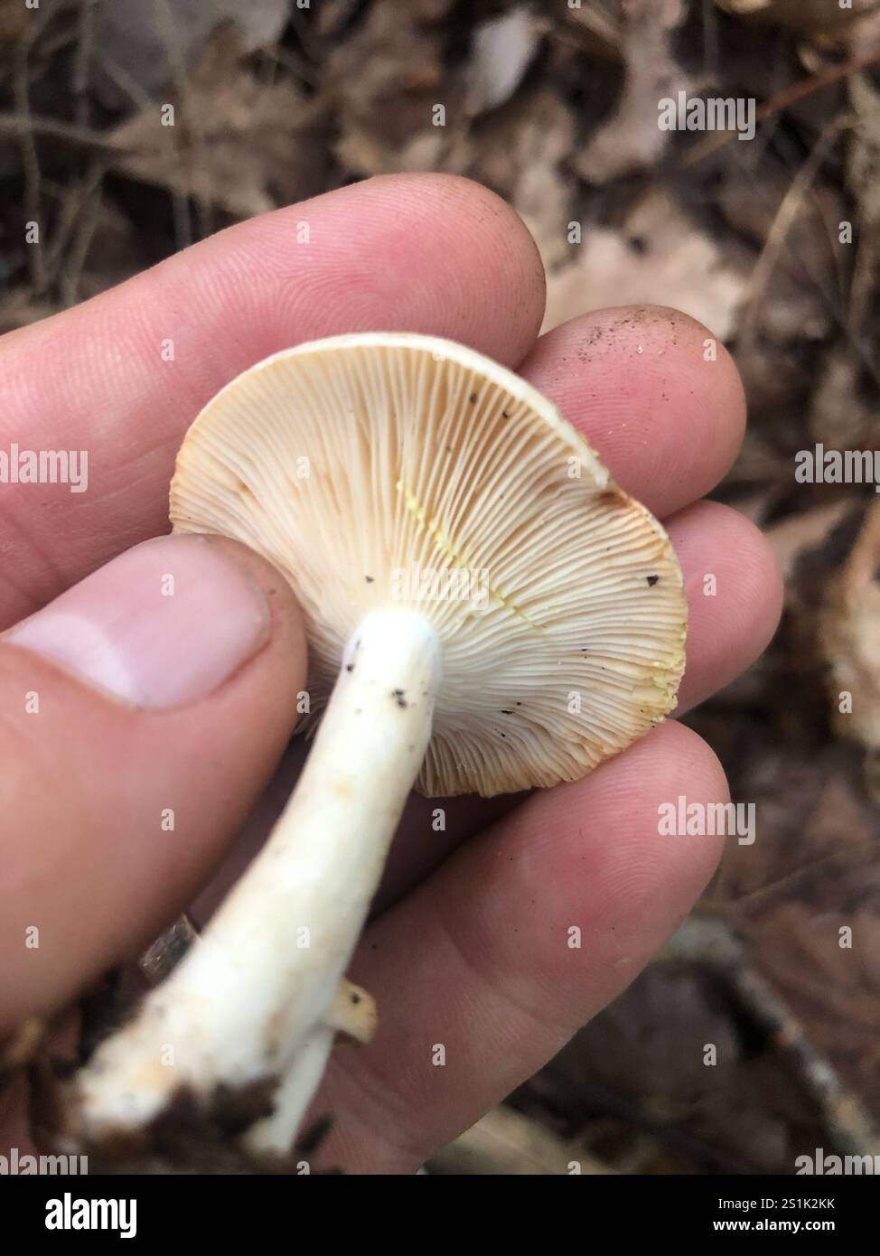 Yellowdrop Milkcap (Lactarius chrysorrheus Stock Photo - Alamy