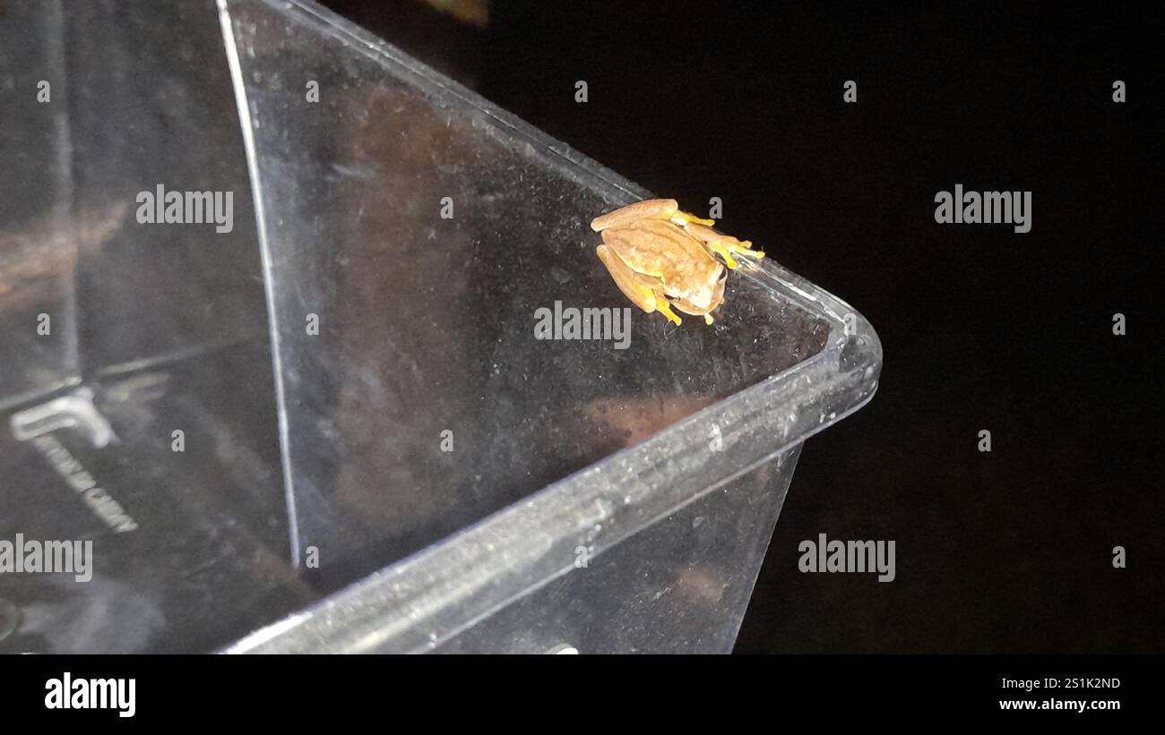 Yellow Tree Frog (Dendropsophus microcephalus Stock Photo - Alamy
