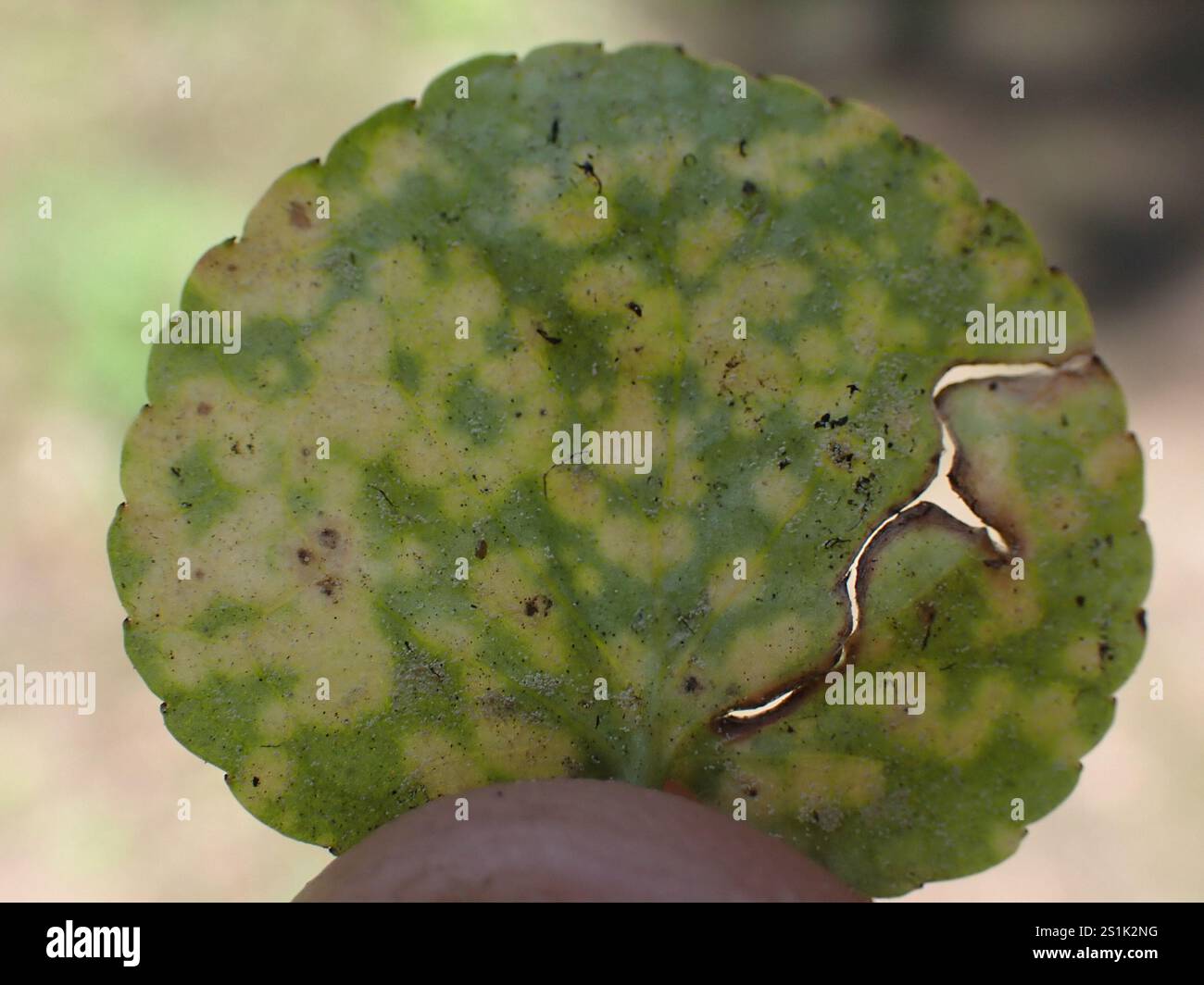 rust fungi (Pucciniales Stock Photo - Alamy