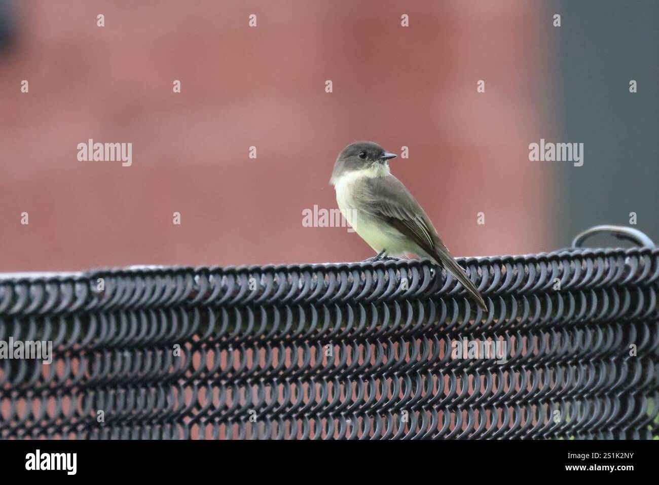 Eastern Phoebe (Sayornis phoebe Stock Photo - Alamy