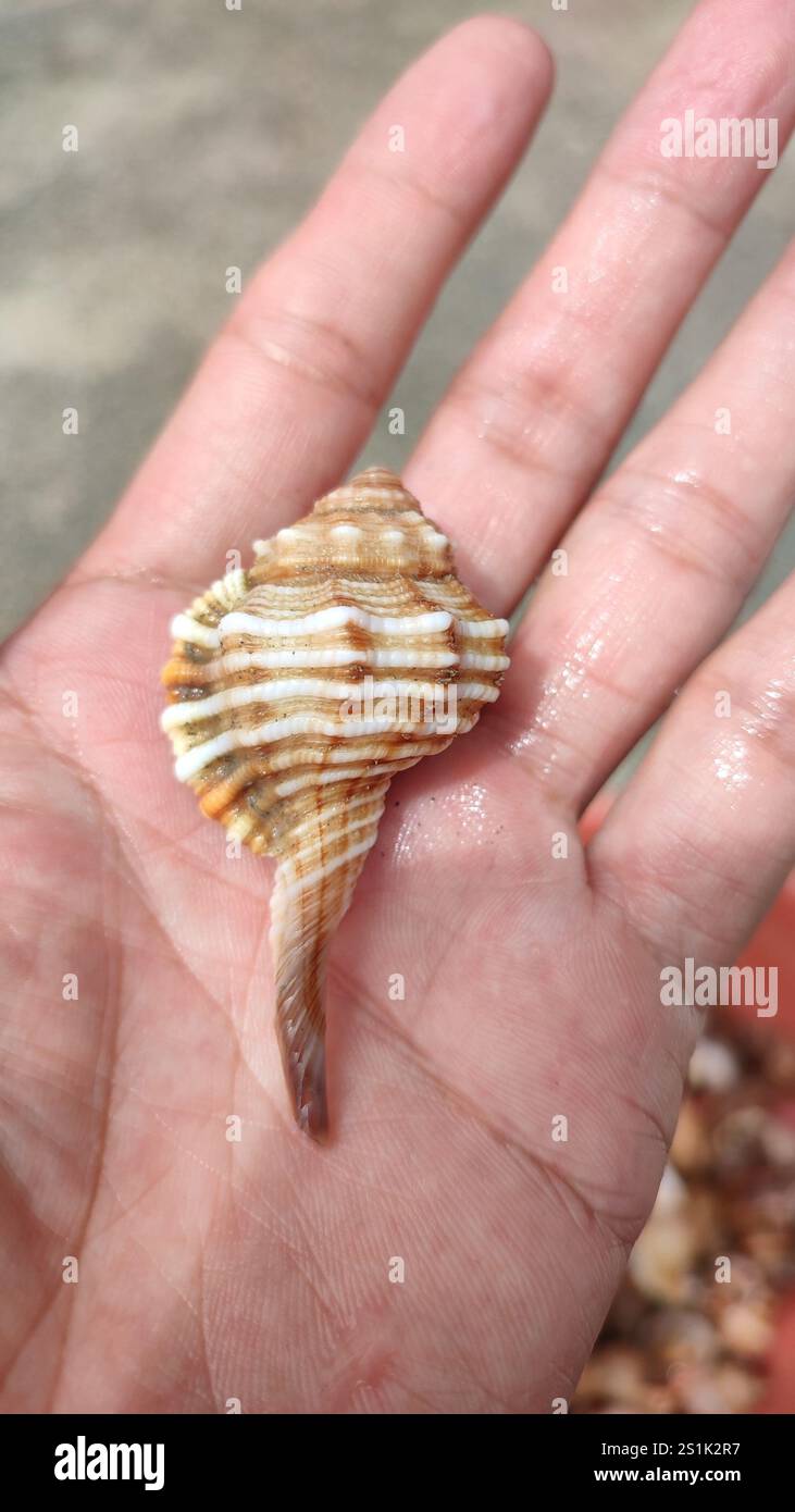long-neck triton (Ranularia gutturnia Stock Photo - Alamy